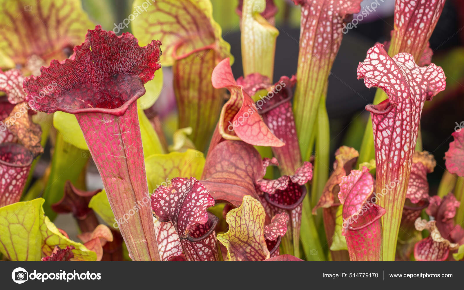 American Pitcher Plant