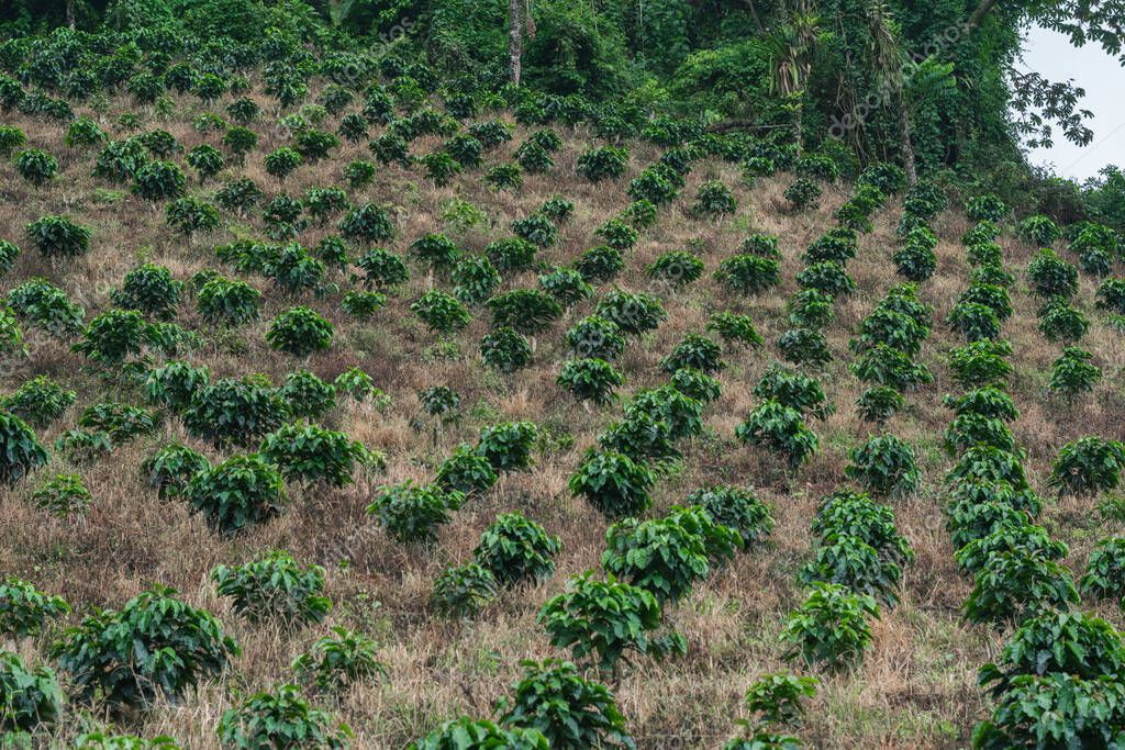 El cultivo del café en la región cafetalera colombiana. Café con una ...