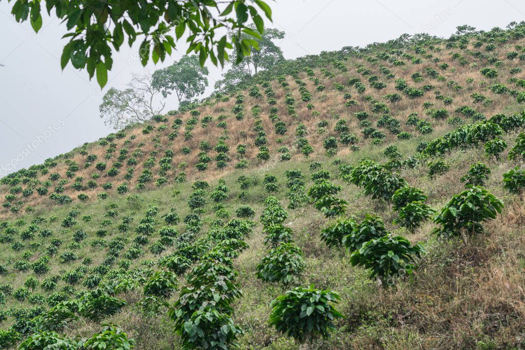 El cultivo del café en la región cafetalera colombiana. Café con una ...