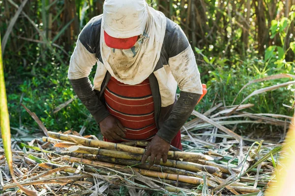 Cane farmer Stock Photos, Royalty Free Cane farmer Images | Depositphotos