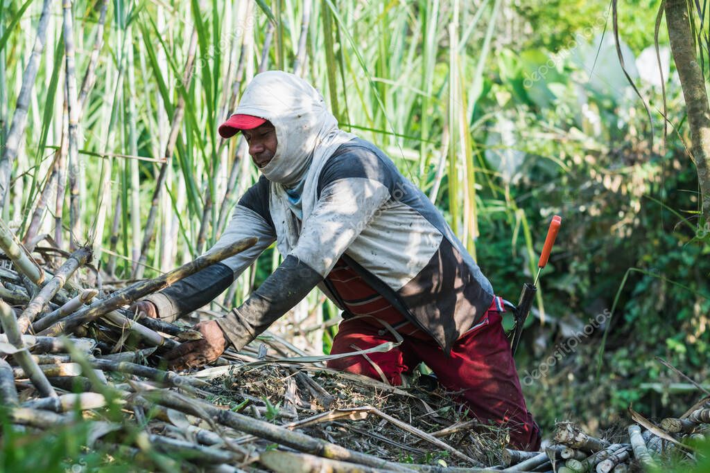 agricultor latino, recolectando caña de azúcar recién cortada a mano ...