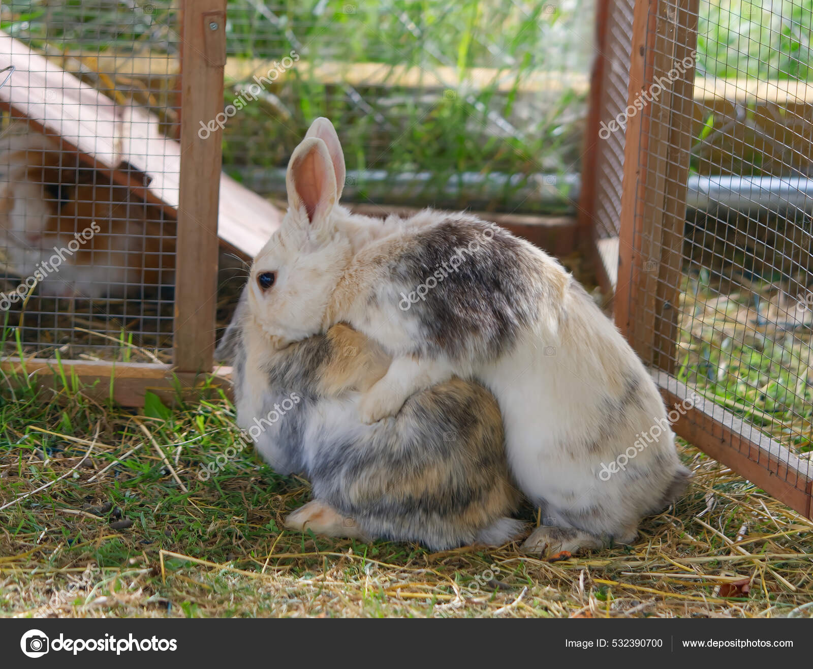 Two domestic rabbits run after each other. reproduction process — Stock ...