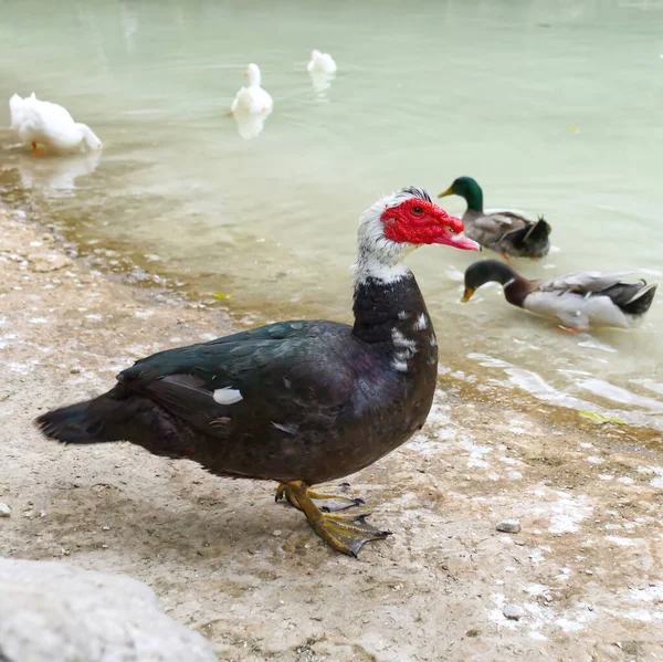 Patos reprodutores Stock Photos, Royalty Free Patos reprodutores Images ...