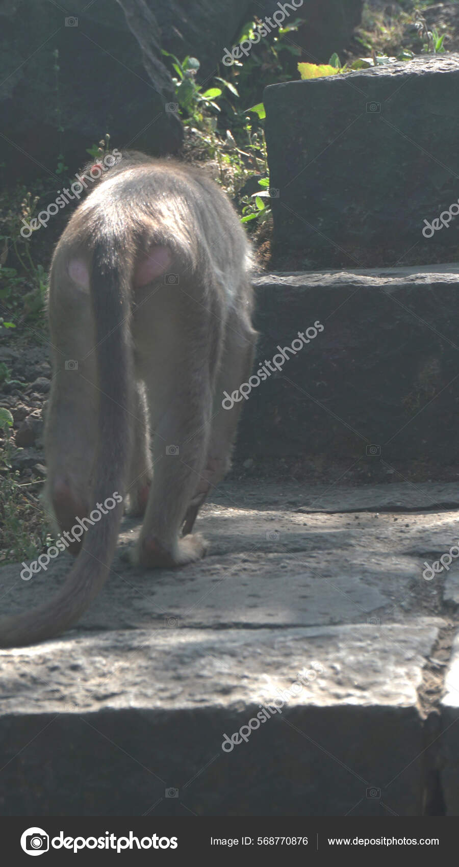 Back Grey Monkey Outdoors — Foto de stock #568770876 © rakshashelare
