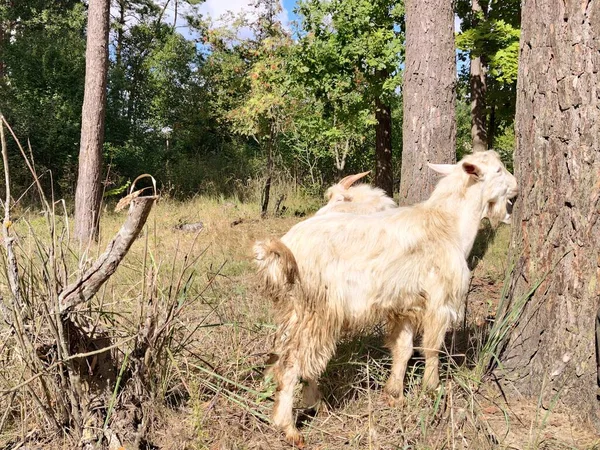 Goat tree Stock Photos, Royalty Free Goat tree Images | Depositphotos