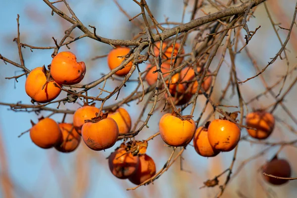 Persimmon tree Stock Photos, Royalty Free Persimmon tree Images | Depositphotos