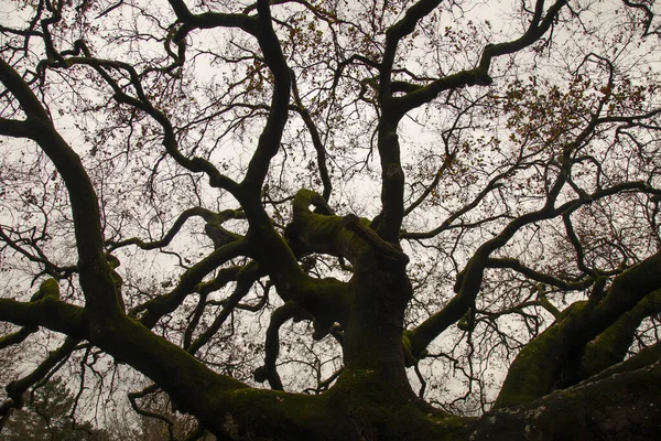 Oak Tree Intertwined