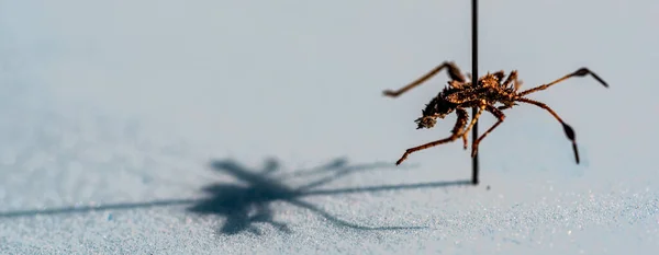 Spider steed Stock Photos, Royalty Free Spider steed Images | Depositphotos