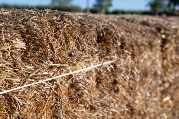 Pile straw Stock Photos, Royalty Free Pile straw Images | Depositphotos
