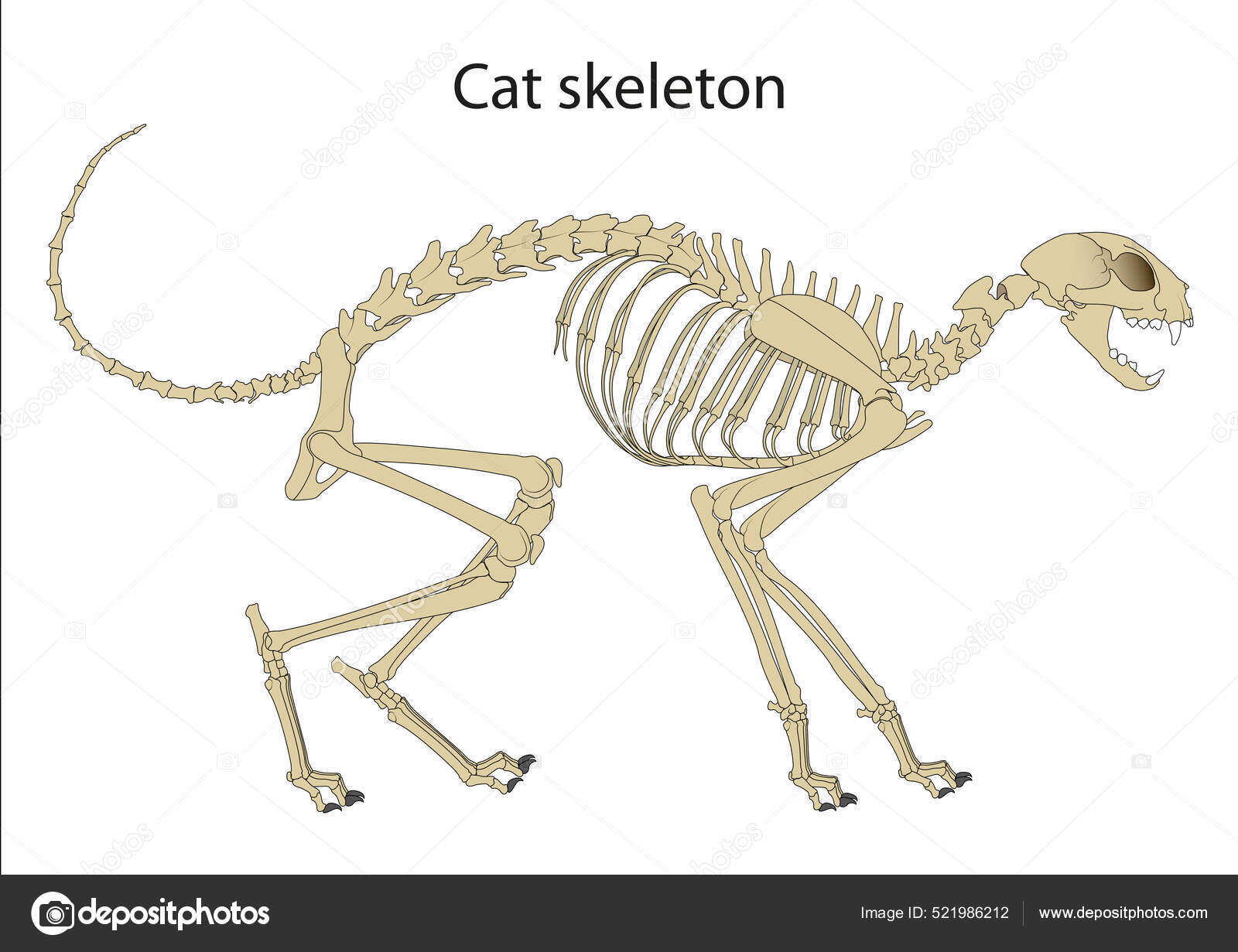 Cat Skeleton