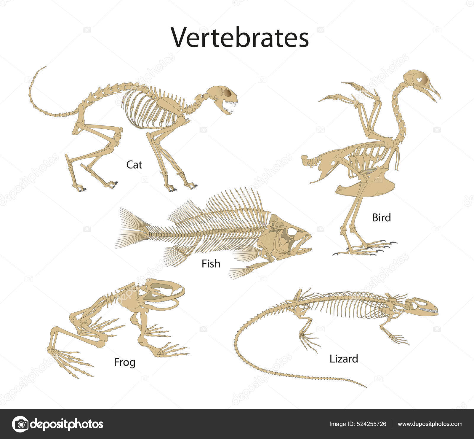 Vertebrates Skeleton Comparative Anatomy Of Vertebrate Limbs. The