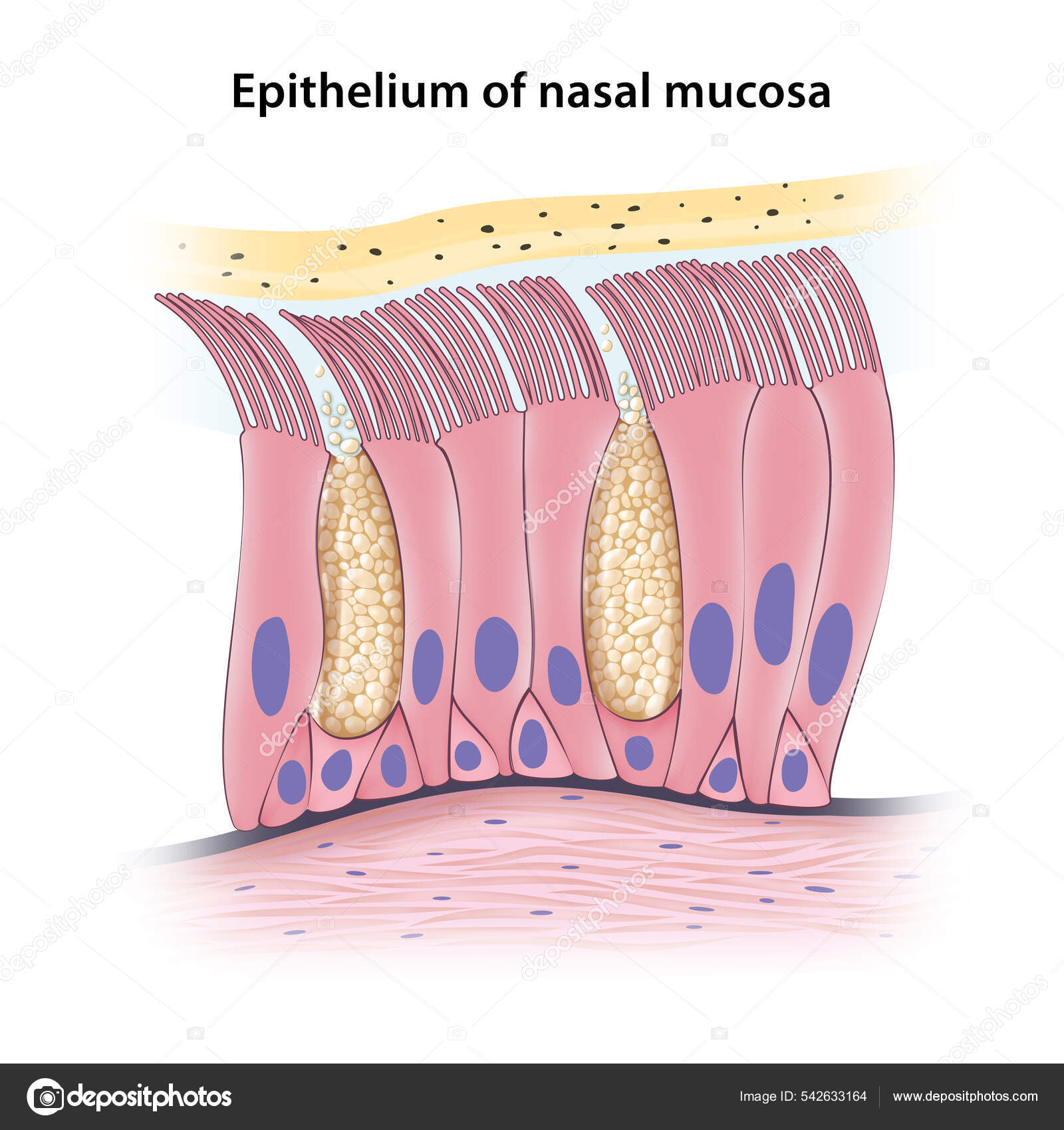 Pseudostratified Columnar Epithelium Trachea Labeled