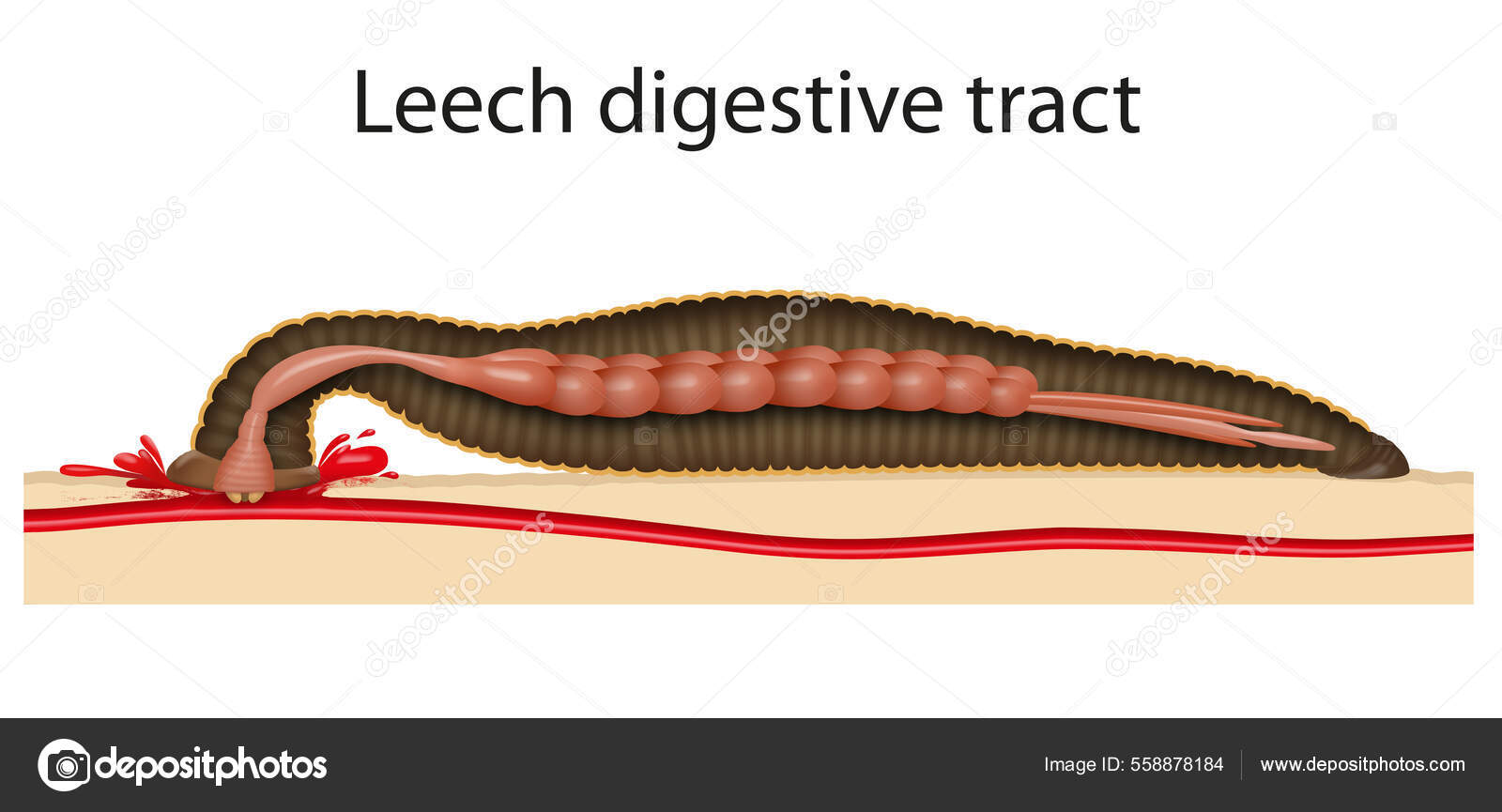 Leech Anatomy