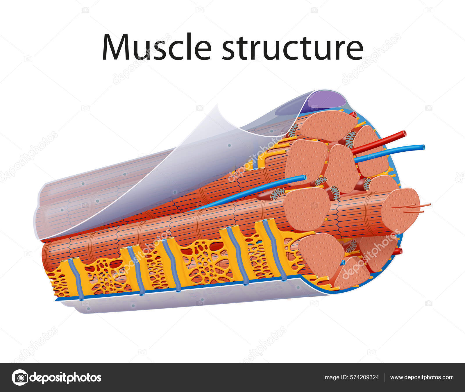 Skeletal Muscle Cell Labeled