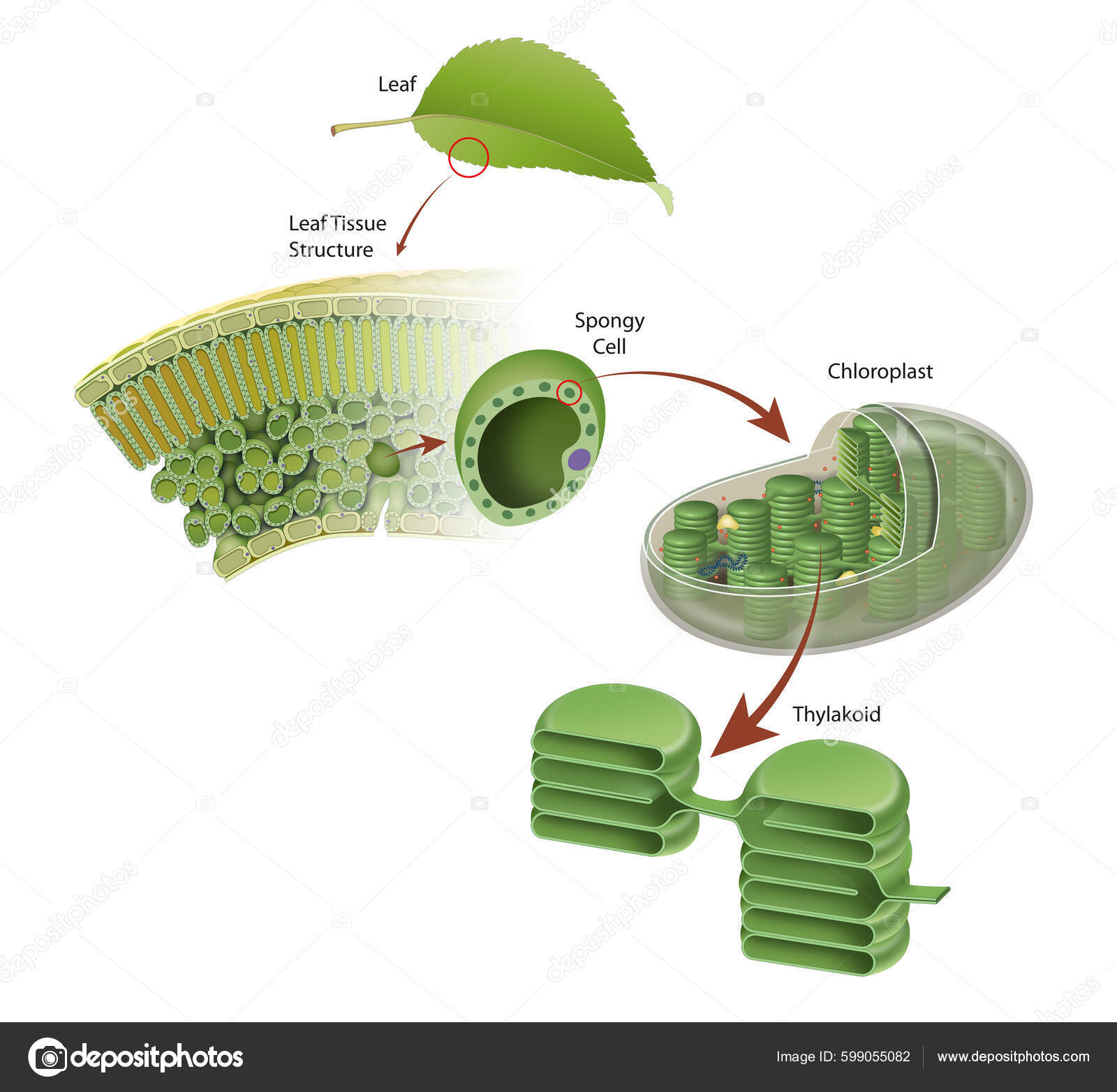 Diagram Leaf Structure Stock Photo by ©aldonagriskeviciene 599055082