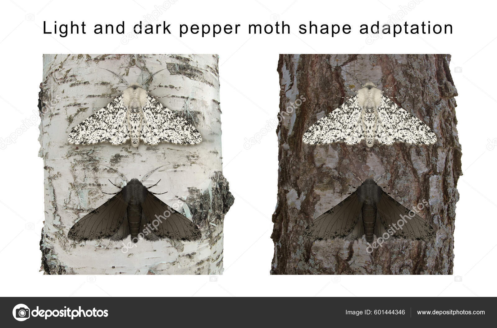 Light Dark Pepper Moth Shape Adaptation — Stock Photo ...