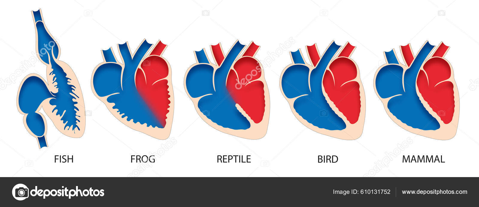 Reptile Heartbird Heartmammal Heart Comparative Anatomy PECTORAL