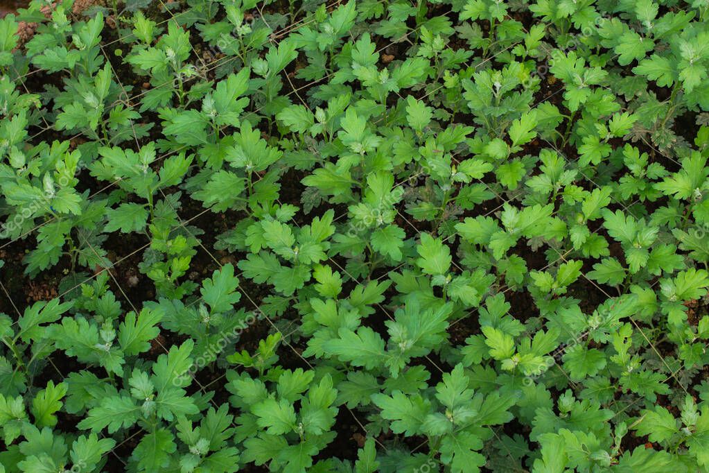 Vista de cerca del chayote fresco o Sechium edule aislado sobre fondo ...