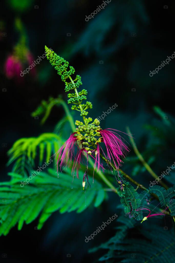 Calliandra calothyrsus con brotes y flores abiertas. También conocida ...