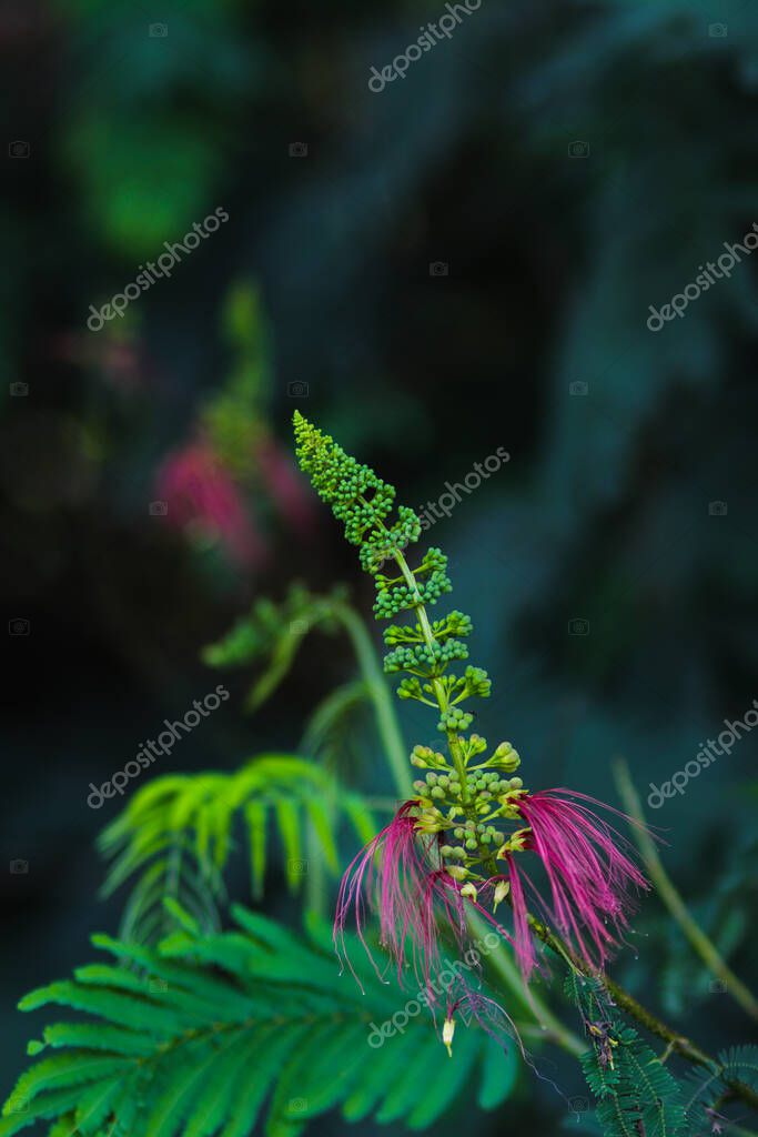 Calliandra calothyrsus con brotes y flores abiertas. También conocida ...