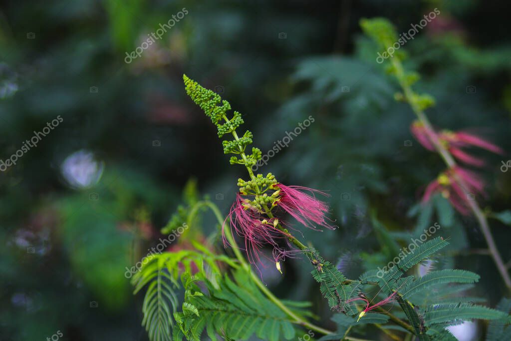 Calliandra calothyrsus con brotes y flores abiertas. También conocida ...
