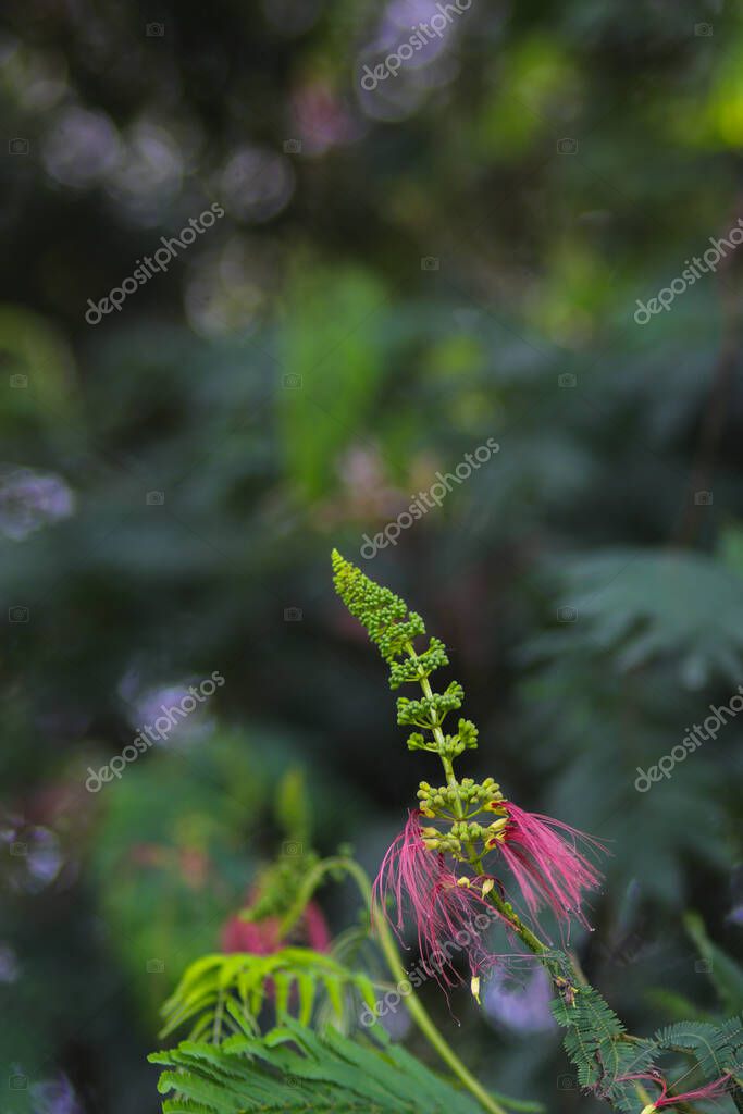 Calliandra calothyrsus con brotes y flores abiertas. También conocida ...