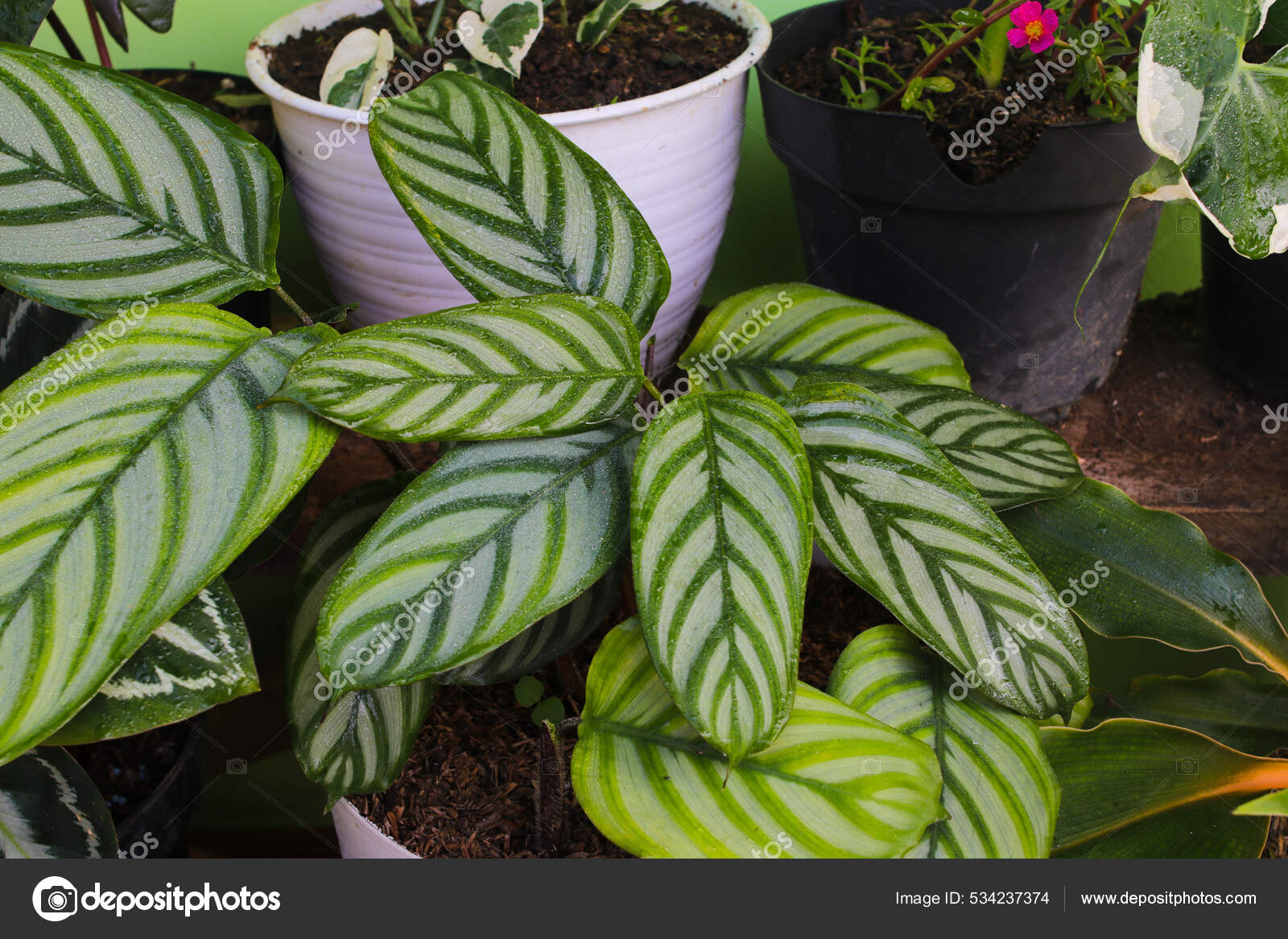 Close View Raindrops Calathea Anulque Houseplant Green Leaves White ...