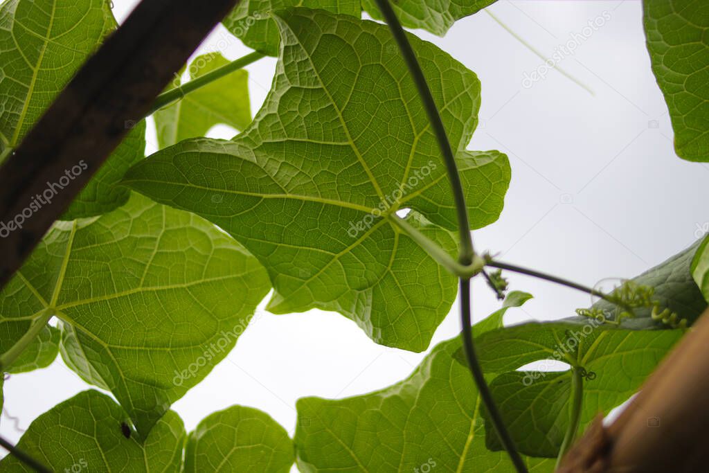 Vista de cerca de las hojas de Chayote o Sechium edule también conocido ...