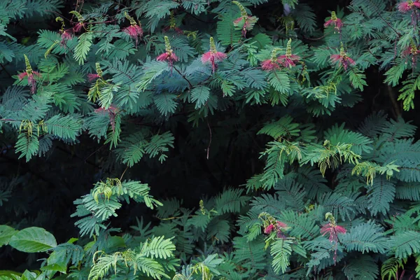 Calliandra calothyrsus con brotes y flores abiertas. También conocida ...
