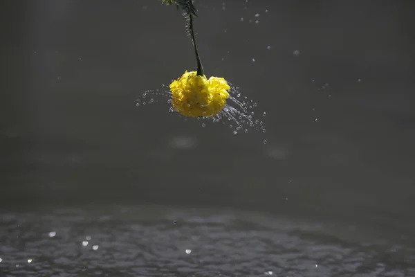 Regando semilla fotos de stock, imágenes de Regando semilla sin ...