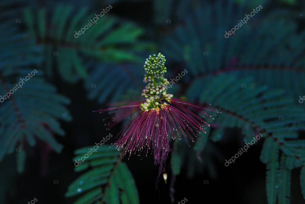 Calliandra calothyrsus con brotes y flores abiertas. También conocida ...