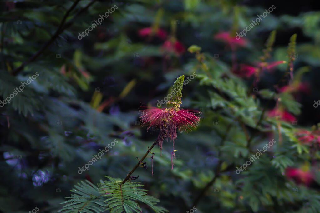 Calliandra calothyrsus con brotes y flores abiertas. También conocida ...