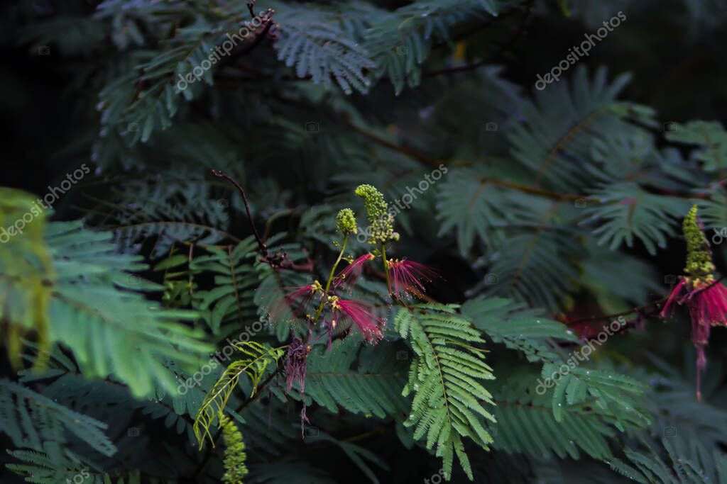 Calliandra calothyrsus con brotes y flores abiertas. También conocida ...