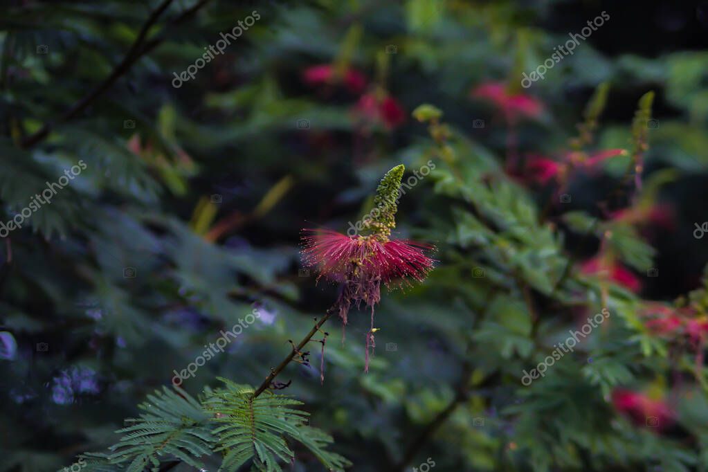 Calliandra calothyrsus con brotes y flores abiertas. También conocida ...