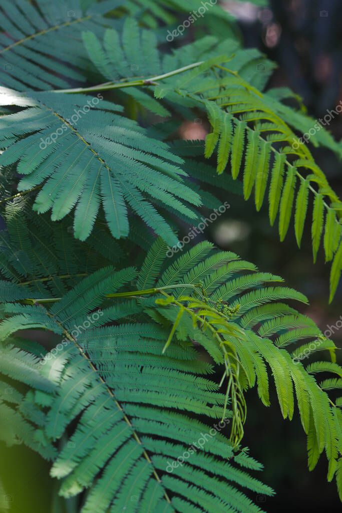 Calliandra calothyrsus con brotes y flores abiertas. También conocida ...