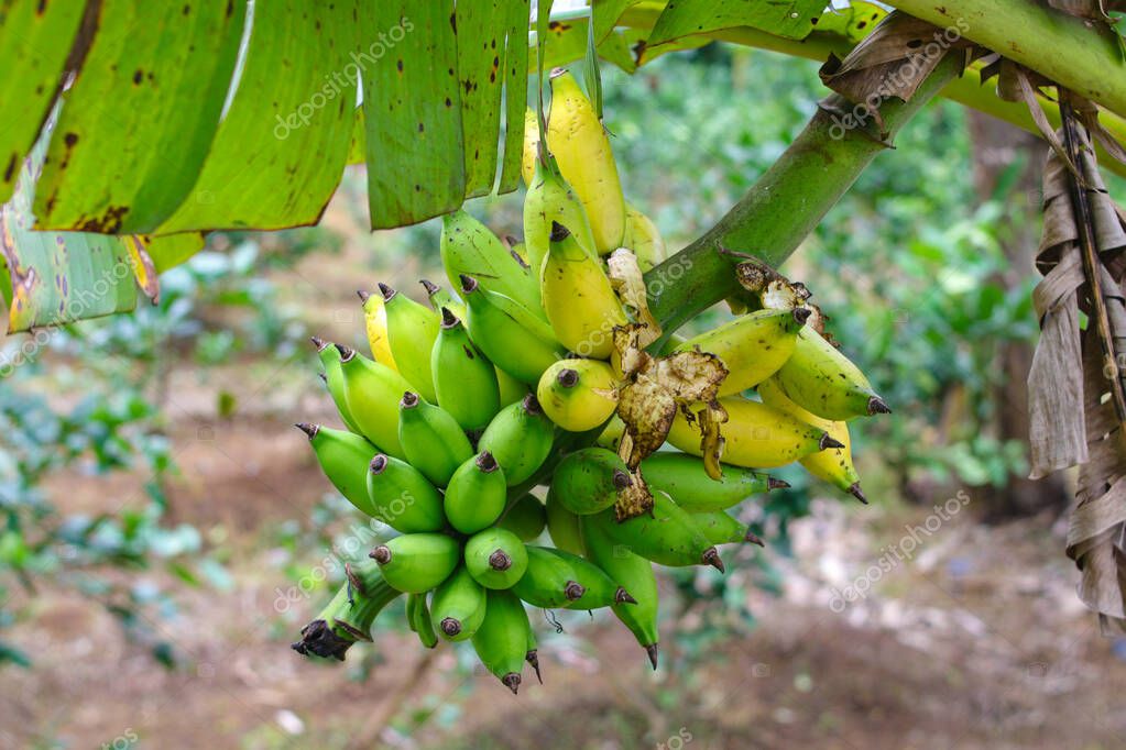 Un ramo de plátanos Lady Finger (también conocidos como plátanos de ...
