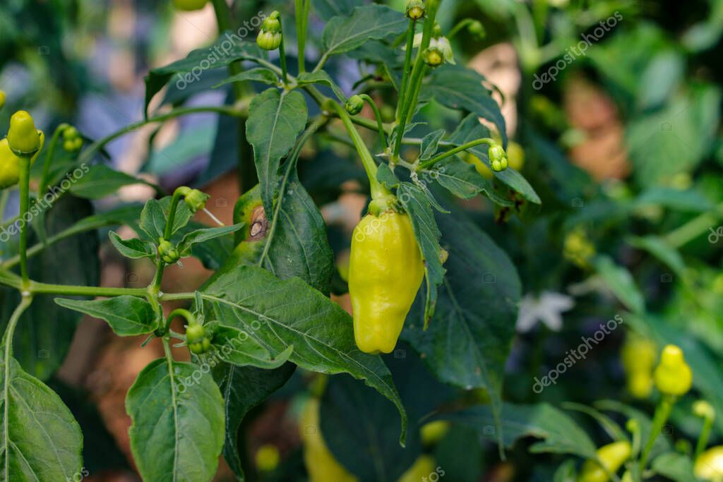 Vista de cerca de los pimientos datil o pimienta de cayena (también ...