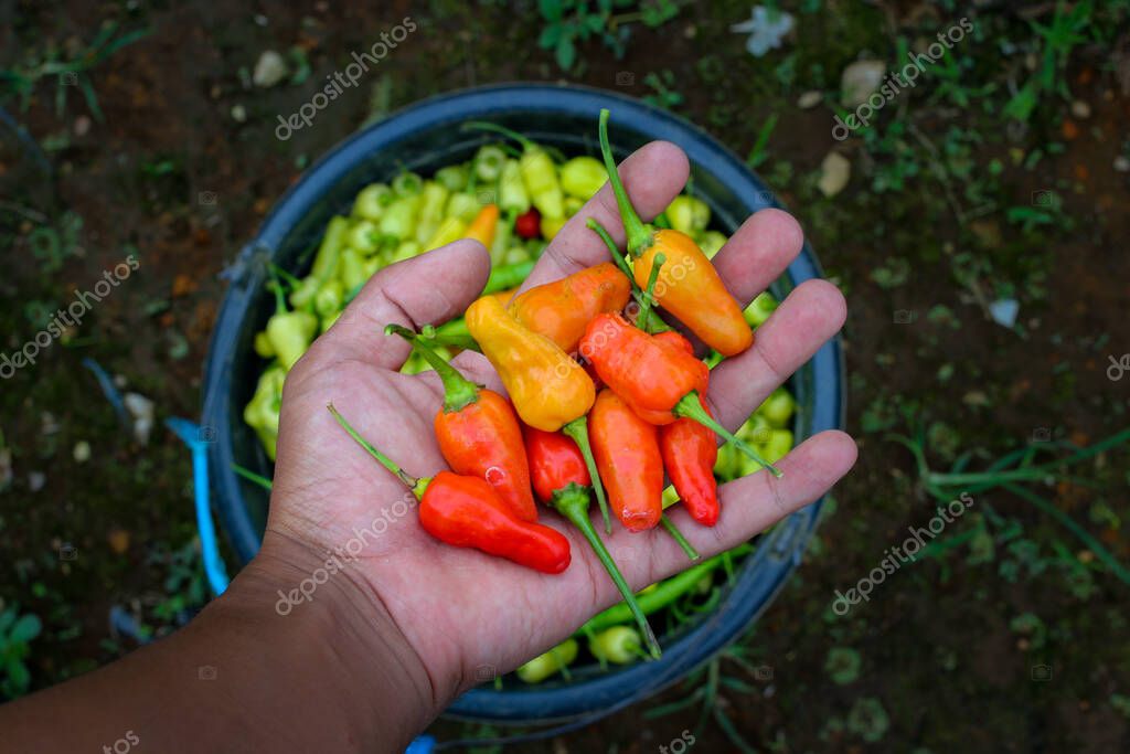 un manojo de chiles datil o cabai rawit merah (tambi n conocido como ...