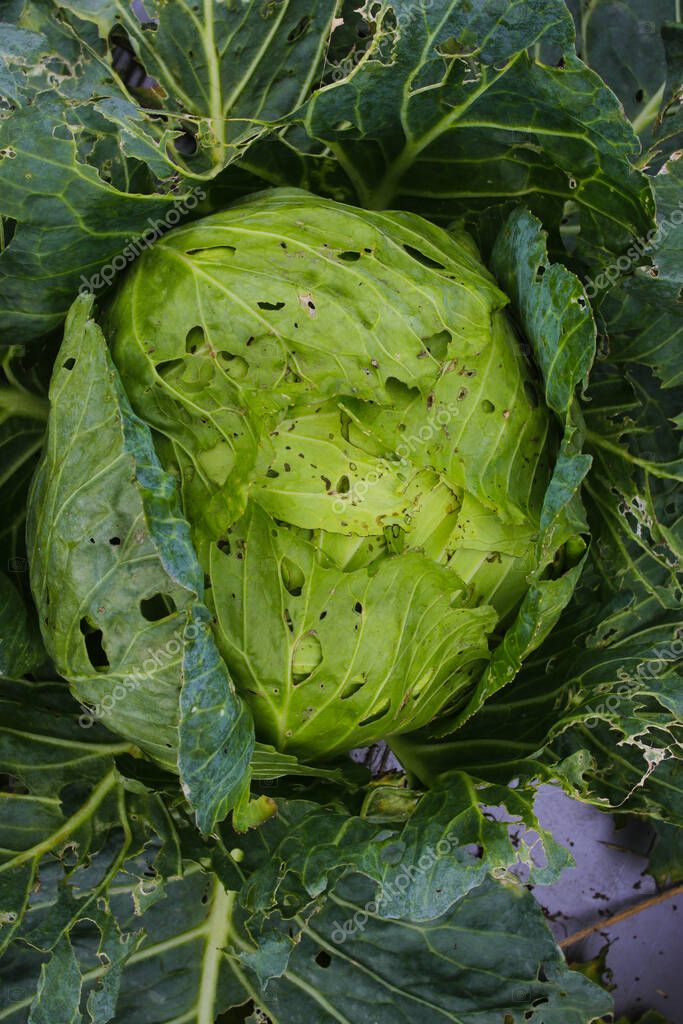 Vista superior de la col con varios agujeros es atacado por ...