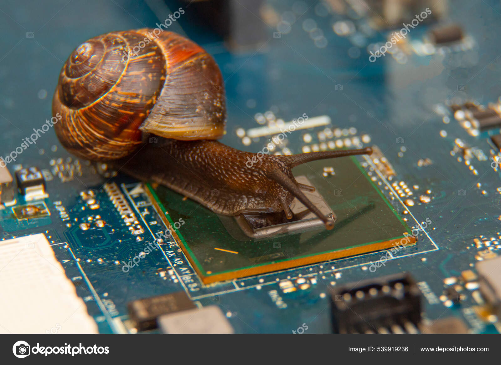 Snail creeps on the chipset on the computer motherboard — Stock Photo ...