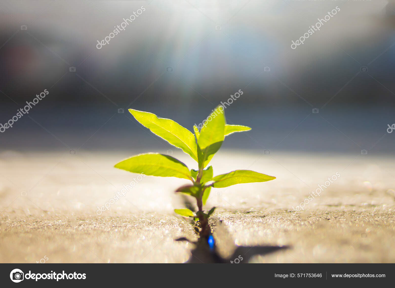 Green Sprout Concrete Grew Stretches Sun — Stock Photo © deniok@gmail ...