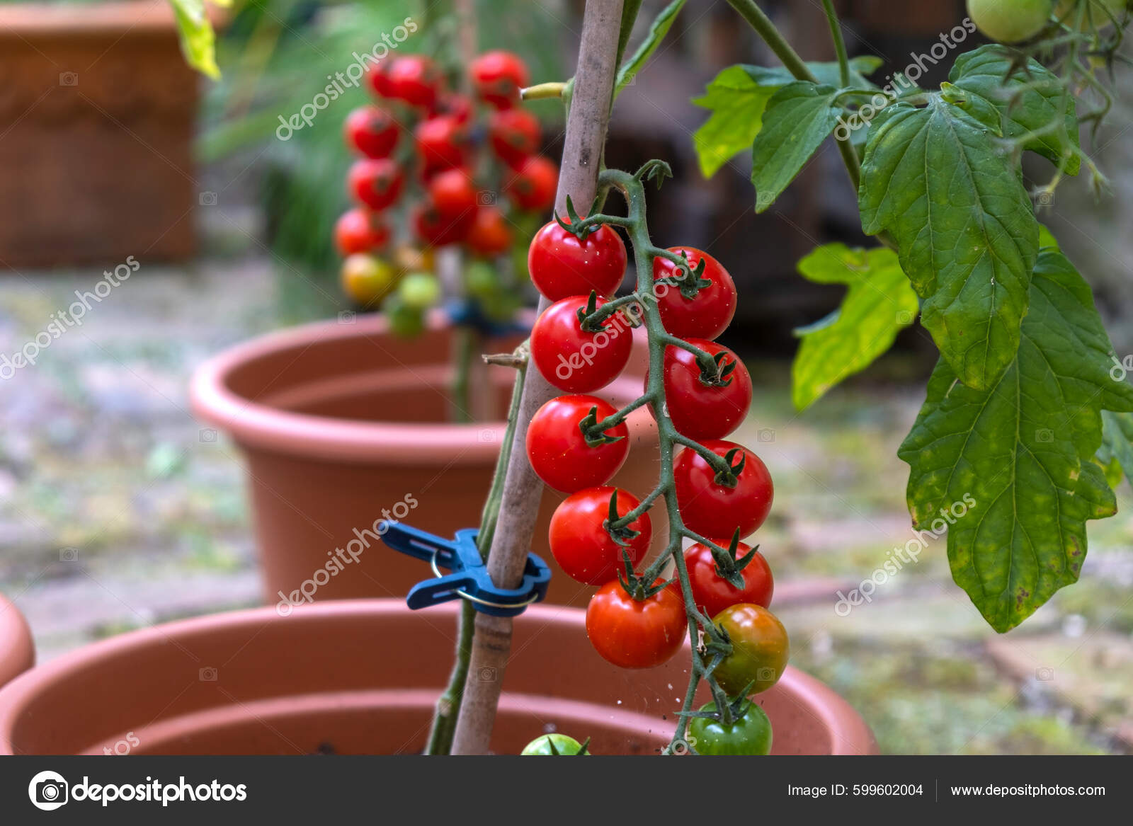 Beautiful Tomato Garden