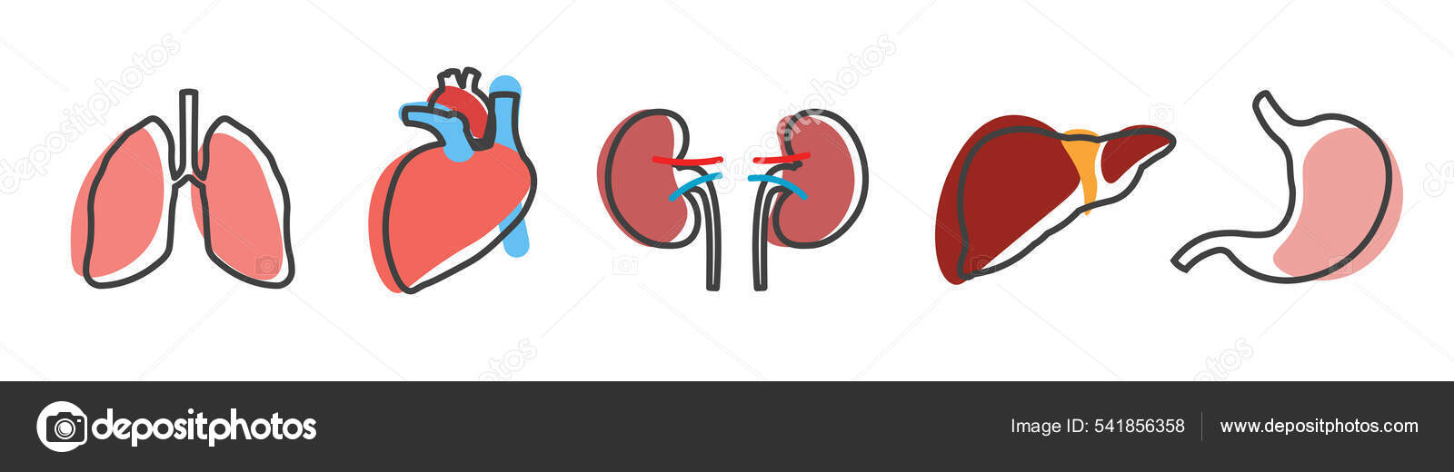 Menneskelige Indre Organer Lineære Ikoner Lunger Hjerte Nyrer Lever ...