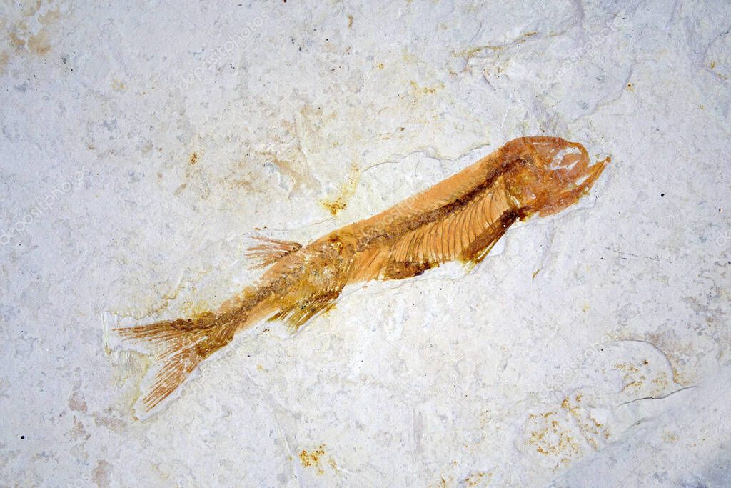 Fósil: fósil de Lycoptera Fish de Liaoxi China, su vivió desde finales ...