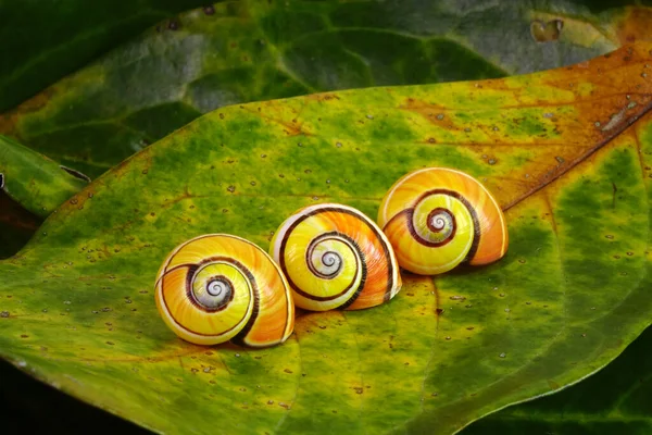 Cuban Snail Polymita Picta One World Most Beautiful Land Snails Stock ...