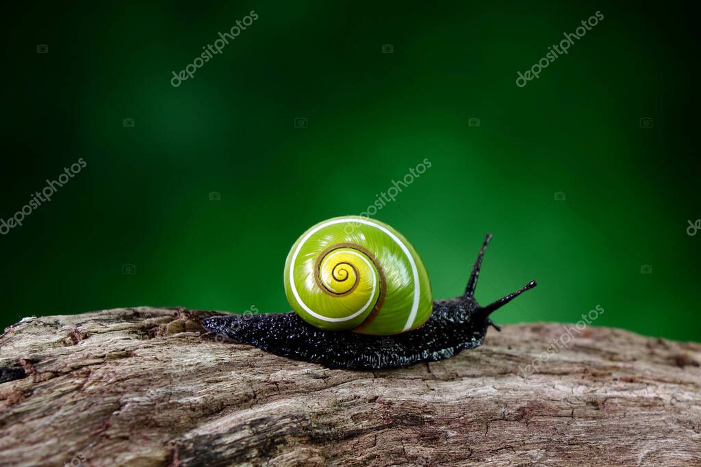 Caracol cubano (Polymita picta) mundo caracoles terrestres más bellos ...