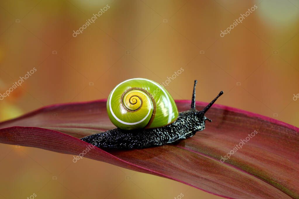 Caracol cubano (Polymita picta) mundo caracoles terrestres más bellos ...