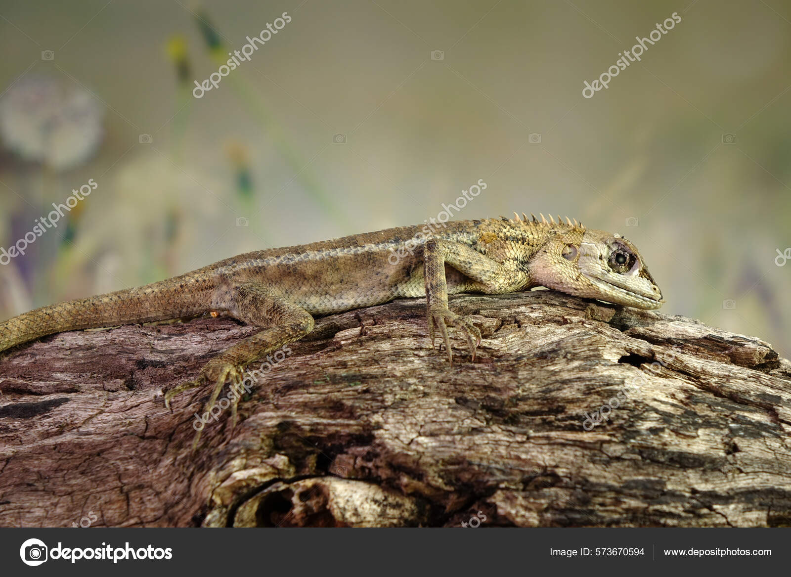 Common Garden Lizard Molting Tree Summer Season Selective Focus Copy ...
