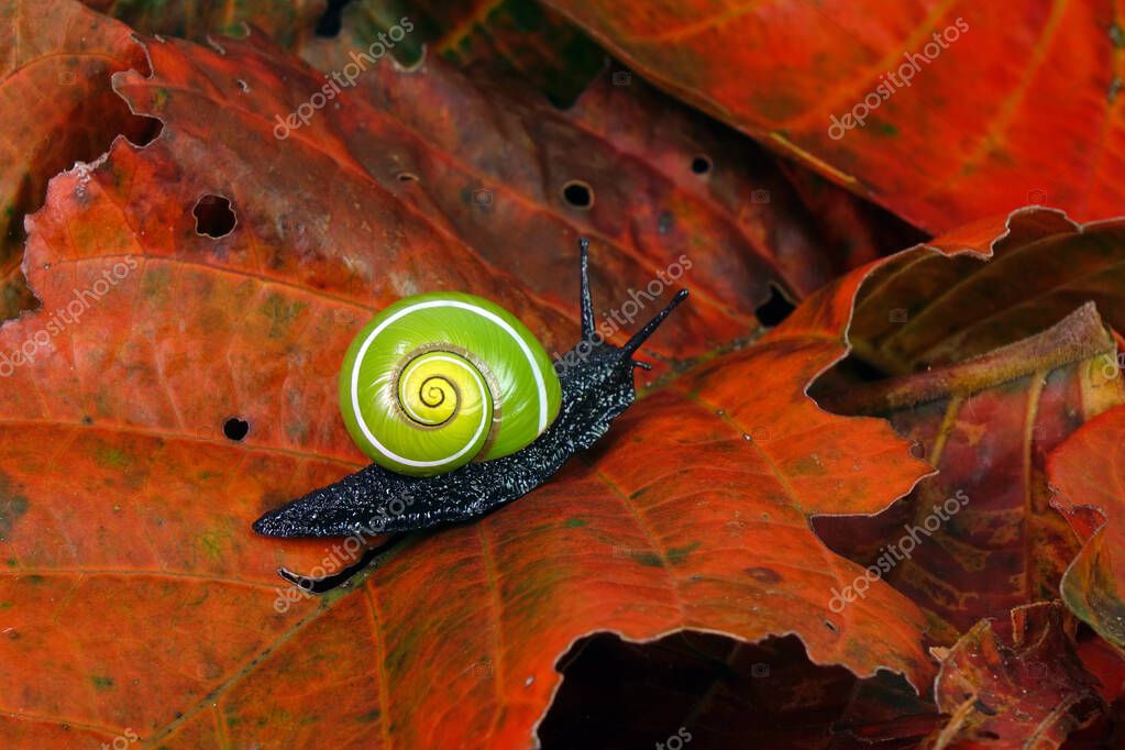 Caracol cubano (Polymita picta) mundo caracoles terrestres más bellos ...