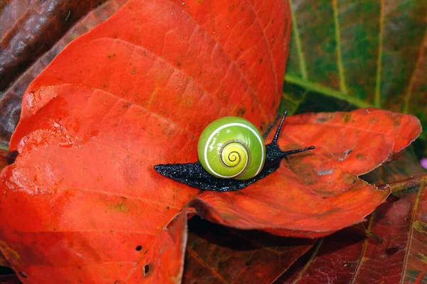Cuban land snails Stock Photos, Royalty Free Cuban land snails Images ...